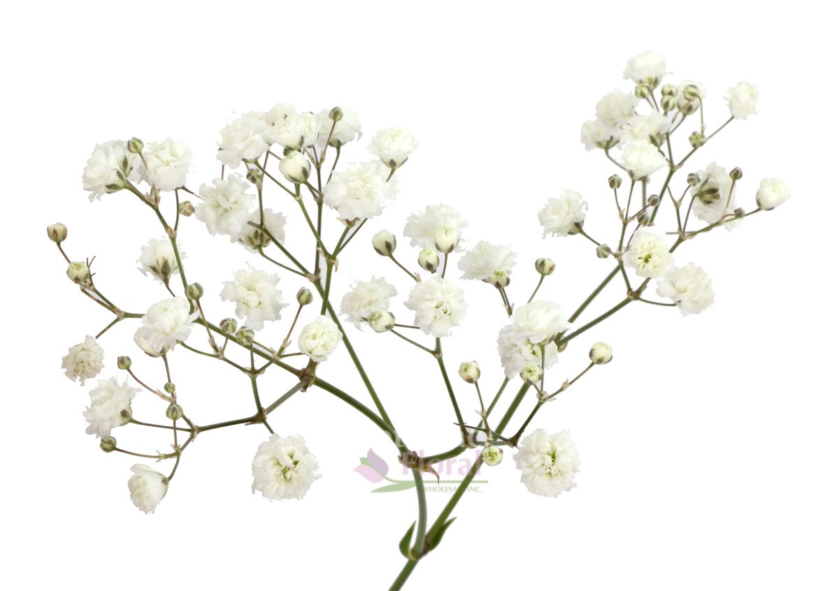 Gypsophillia Baby's Breath Bouquet Mirabella, 50cm 20 stem bu - Potomac ...