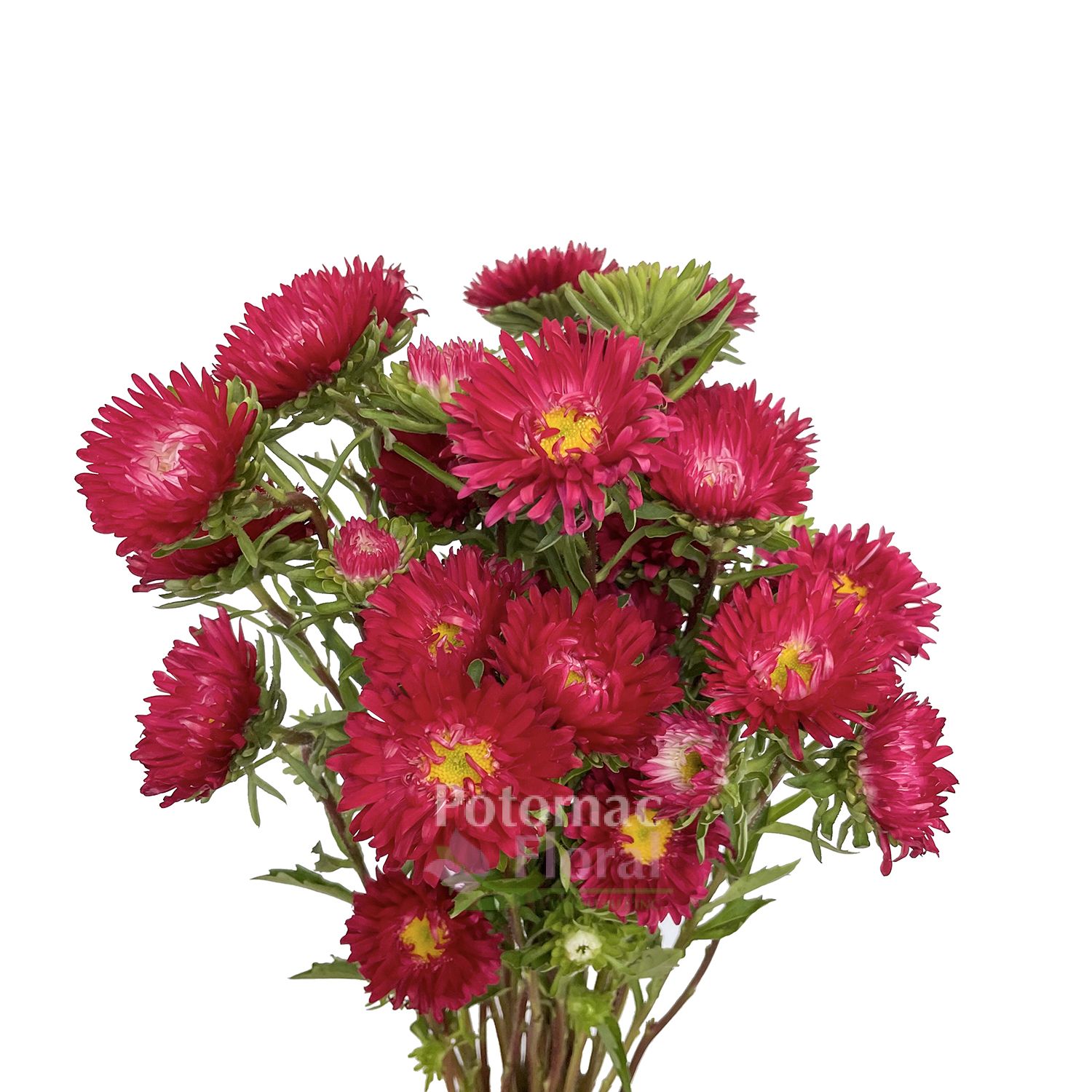 Matsumoto Aster Red - Potomac Floral Wholesale