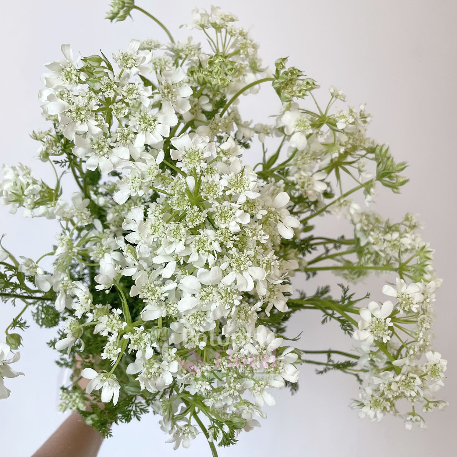 Orlaya White - Potomac Floral Wholesale
