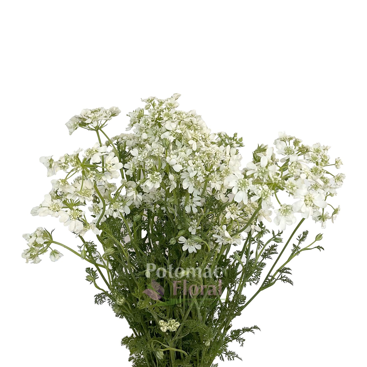 Orlaya White - Potomac Floral Wholesale