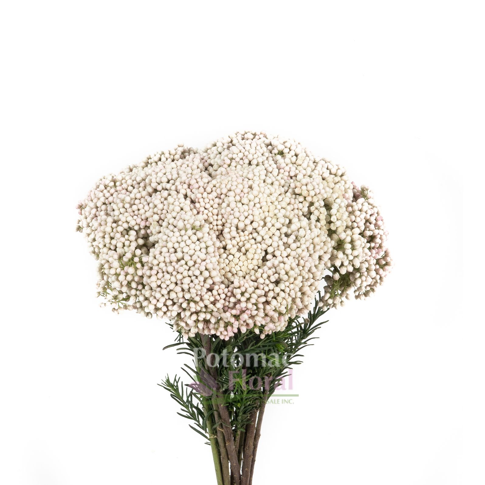 Rice Flower White - Potomac Floral Wholesale