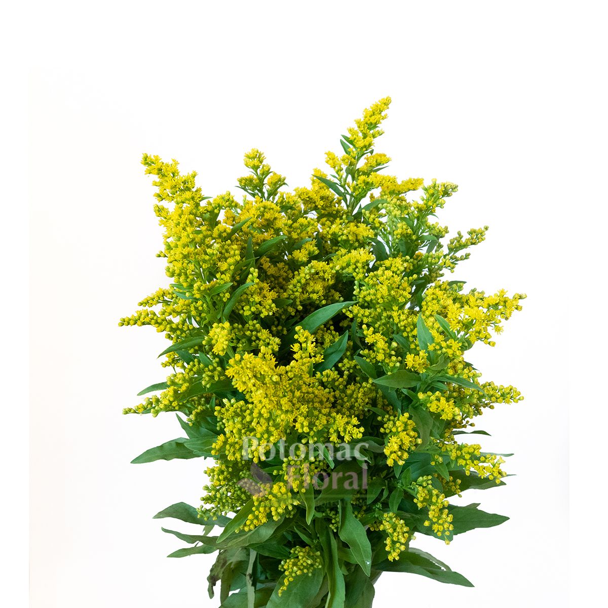 Solidago Super 70 to 80 cm, Golden Glory - Morning Glory - Potomac ...