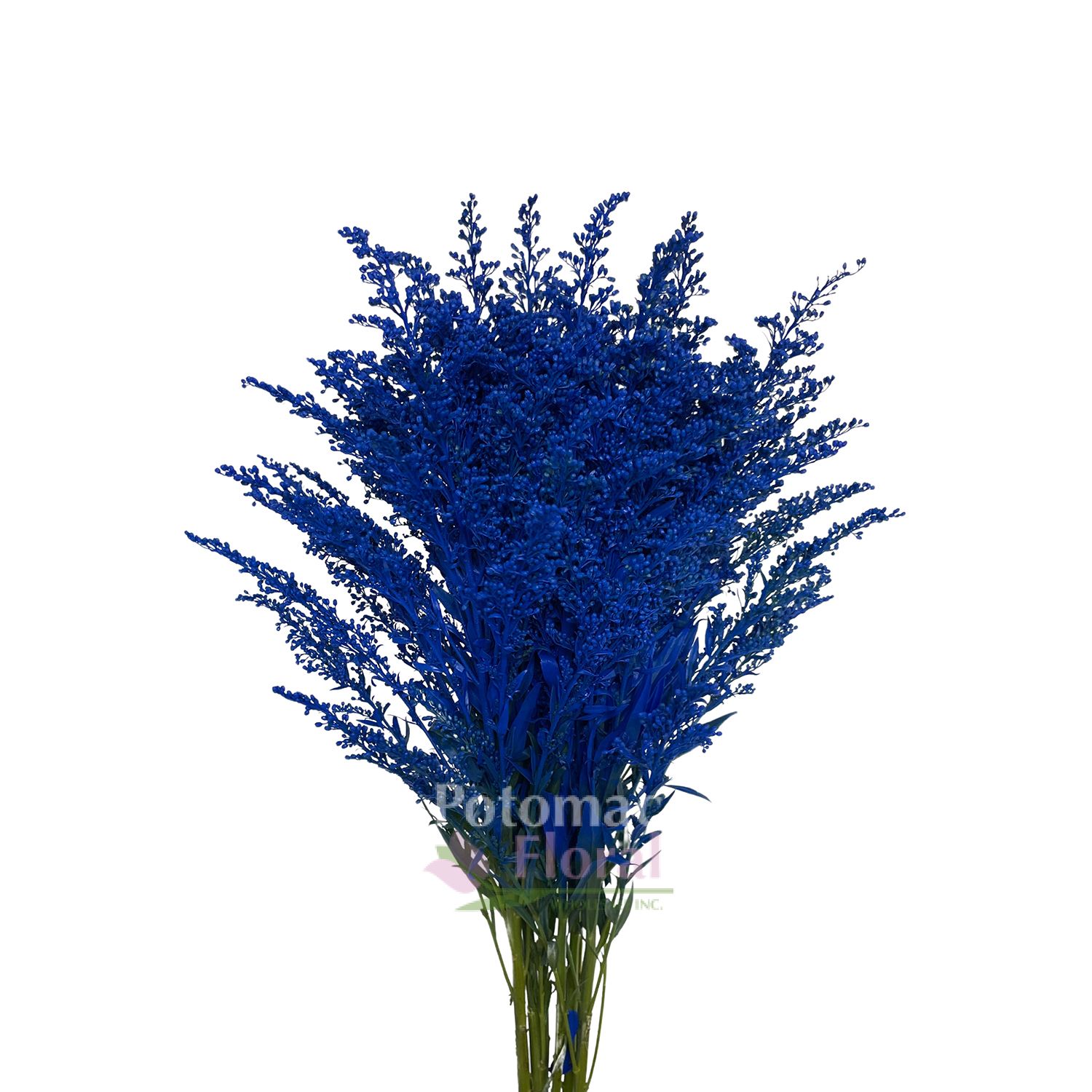 Solidago Painted Royal Blue - Potomac Floral Wholesale