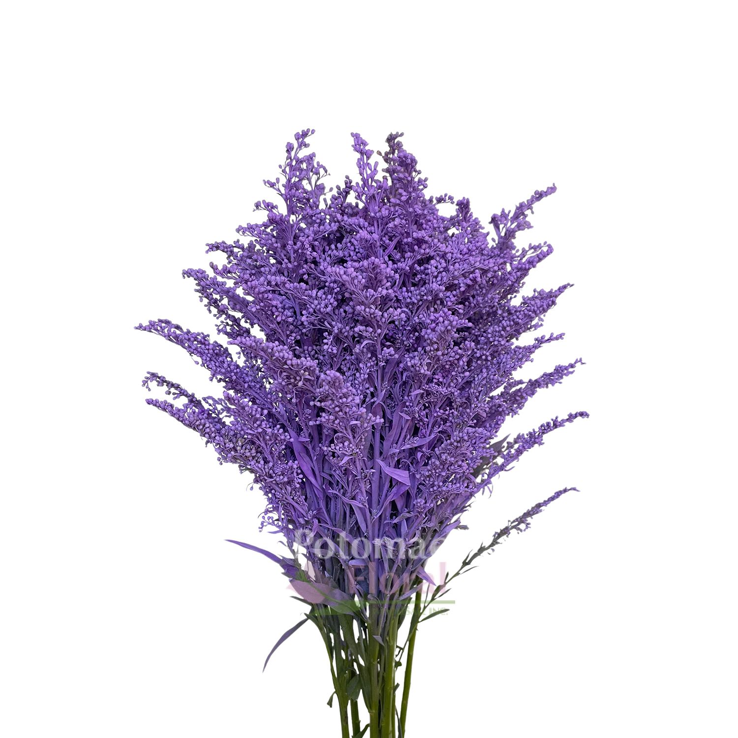 Solidago Painted Lavender - Potomac Floral Wholesale