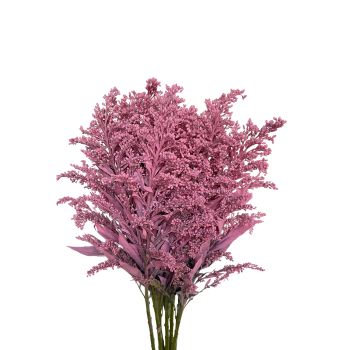 Solidago Painted Pink - Potomac Floral Wholesale