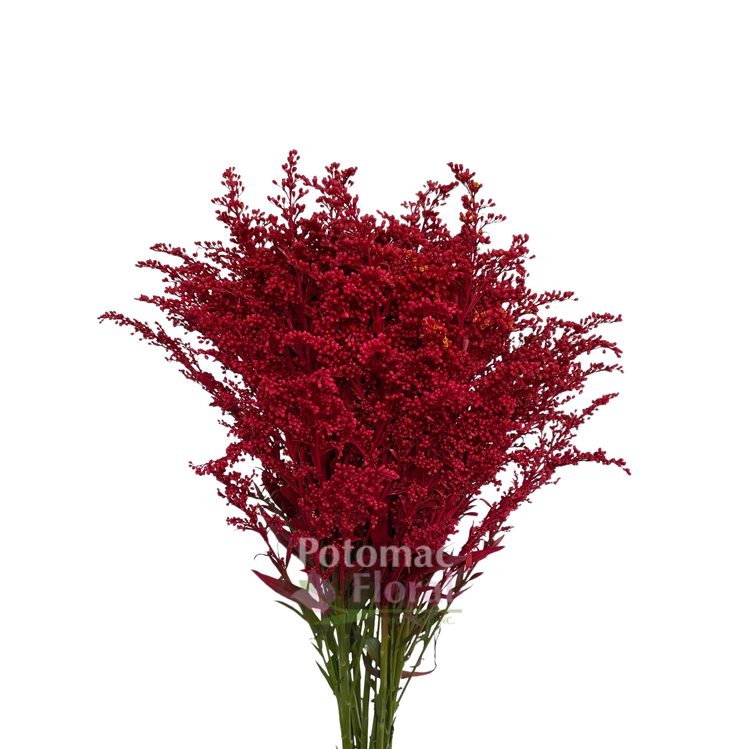 SolidagoPainted Red - Potomac Floral Wholesale