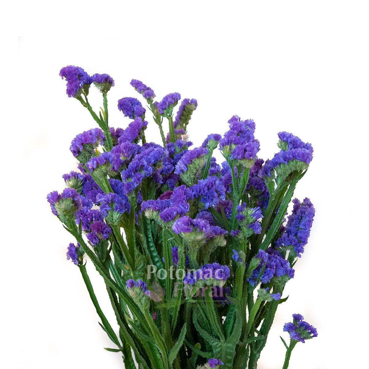 Statice Purple, Tissue Culture, super grade - Potomac Floral Wholesale
