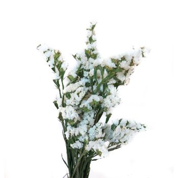 Statice White Culture, super grade - Potomac Floral Wholesale