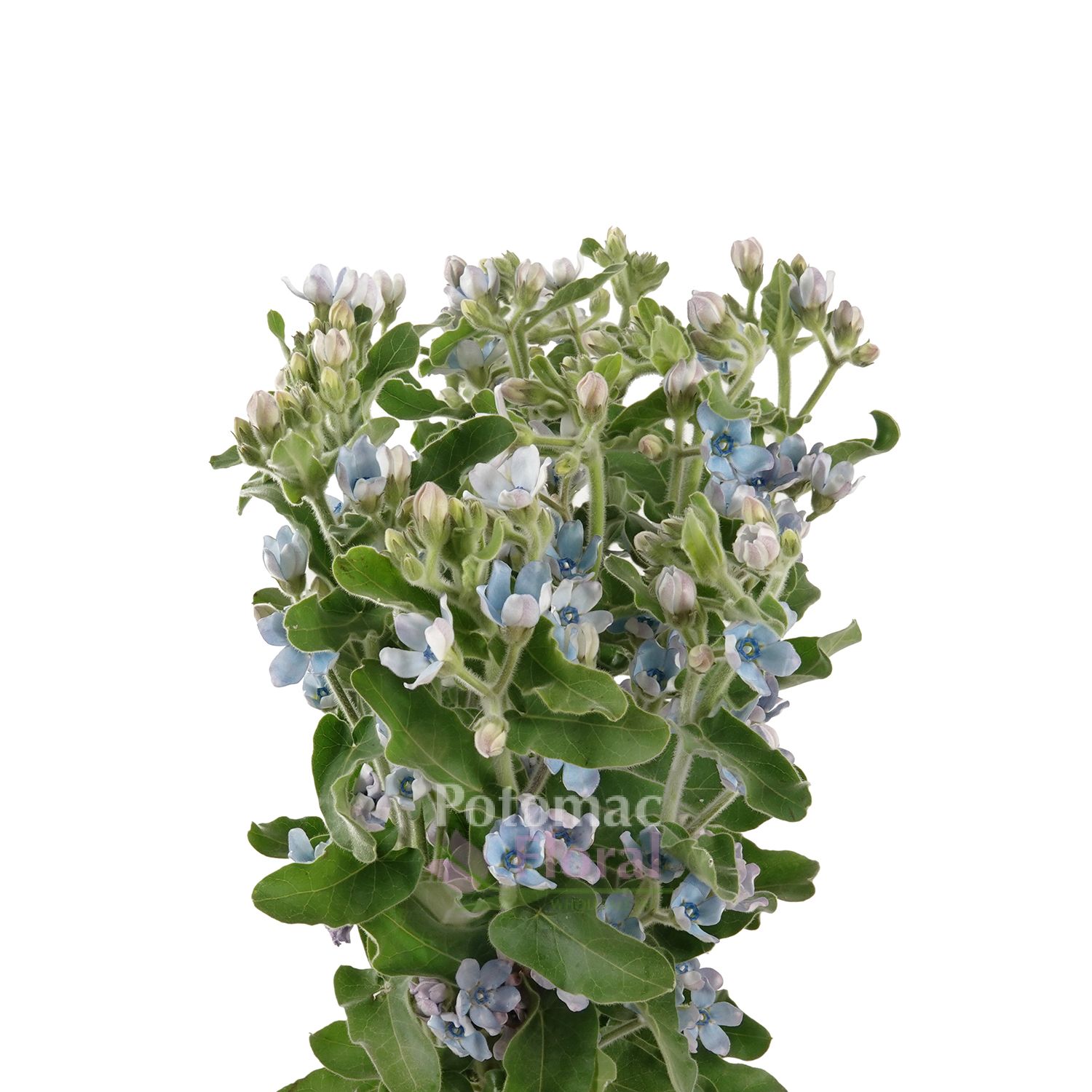 Tweedia Blue Single, 40 - 50cm - Potomac Floral Wholesale