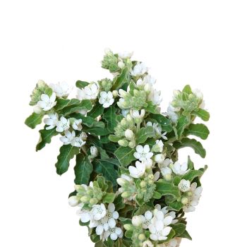 Tweedia Single White - Potomac Floral Wholesale