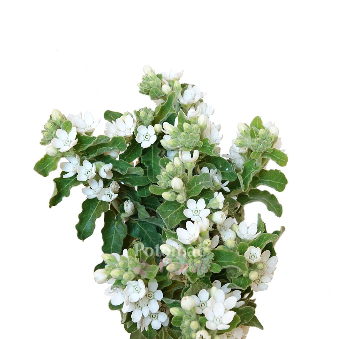 Tweedia Single White - Potomac Floral Wholesale