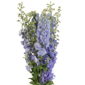 Delphinium Hybrid Light Blue, 80 to 90cm - Potomac Floral Wholesale
