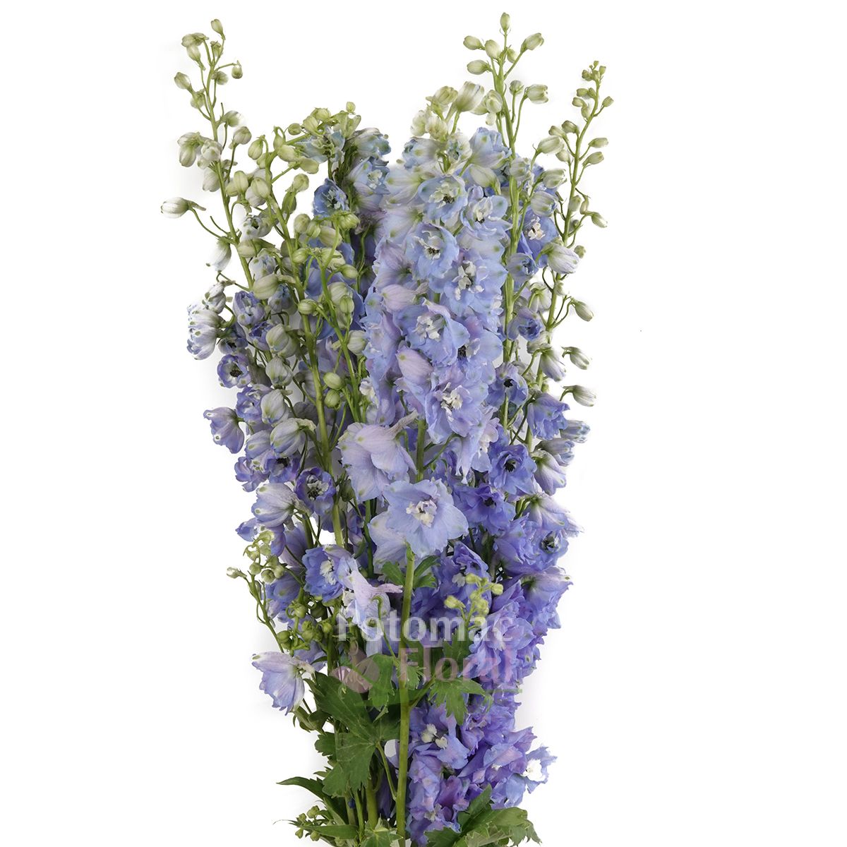 Delphinium Hybrid Light Blue, 80 to 90cm - Potomac Floral Wholesale