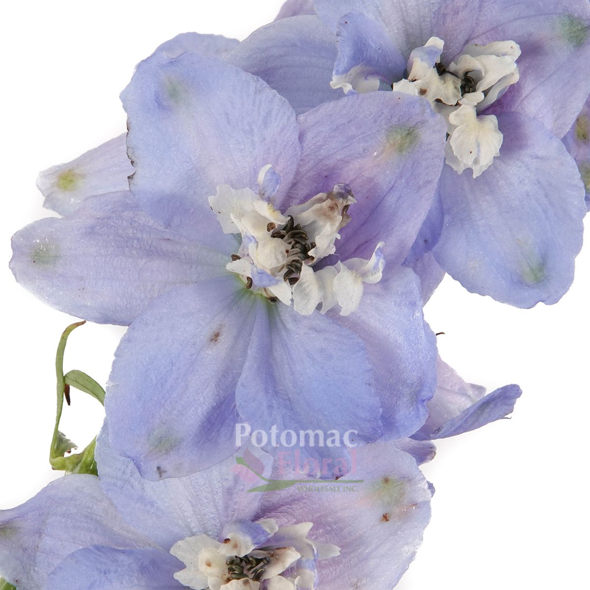 Delphinium Hybrid Light Blue, 80 to 90cm - Potomac Floral Wholesale