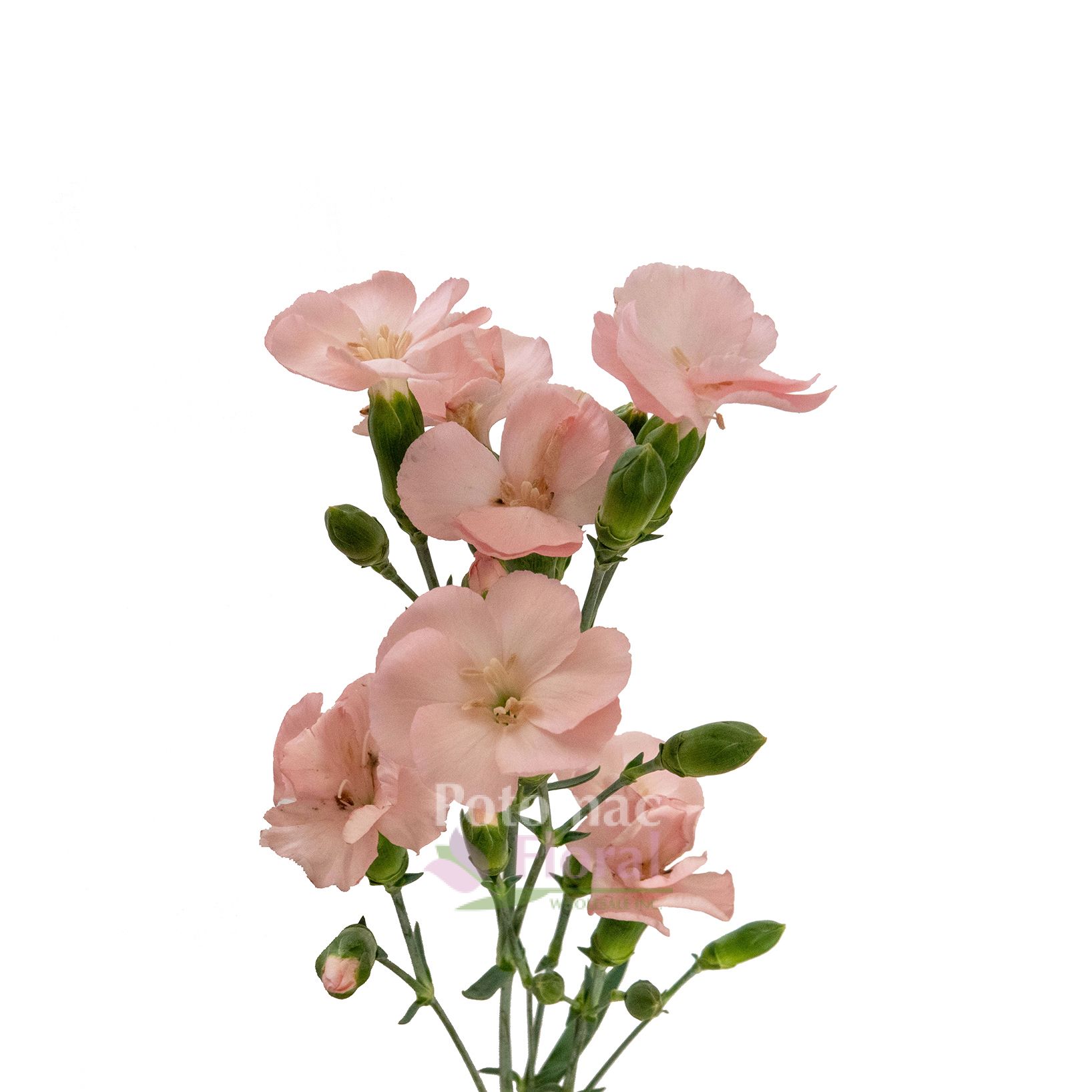 Dianthus Solomio - GIL Blush Pink - Potomac Floral Wholesale