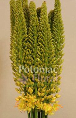 Eremurus Yellow, 100cm - 110 CM 5 Stem Bunch - Potomac Floral Wholesale