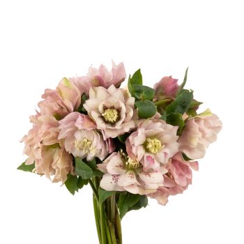 Helleborus Double Flower Pink 5 Stem Bunch - Potomac Floral Wholesale