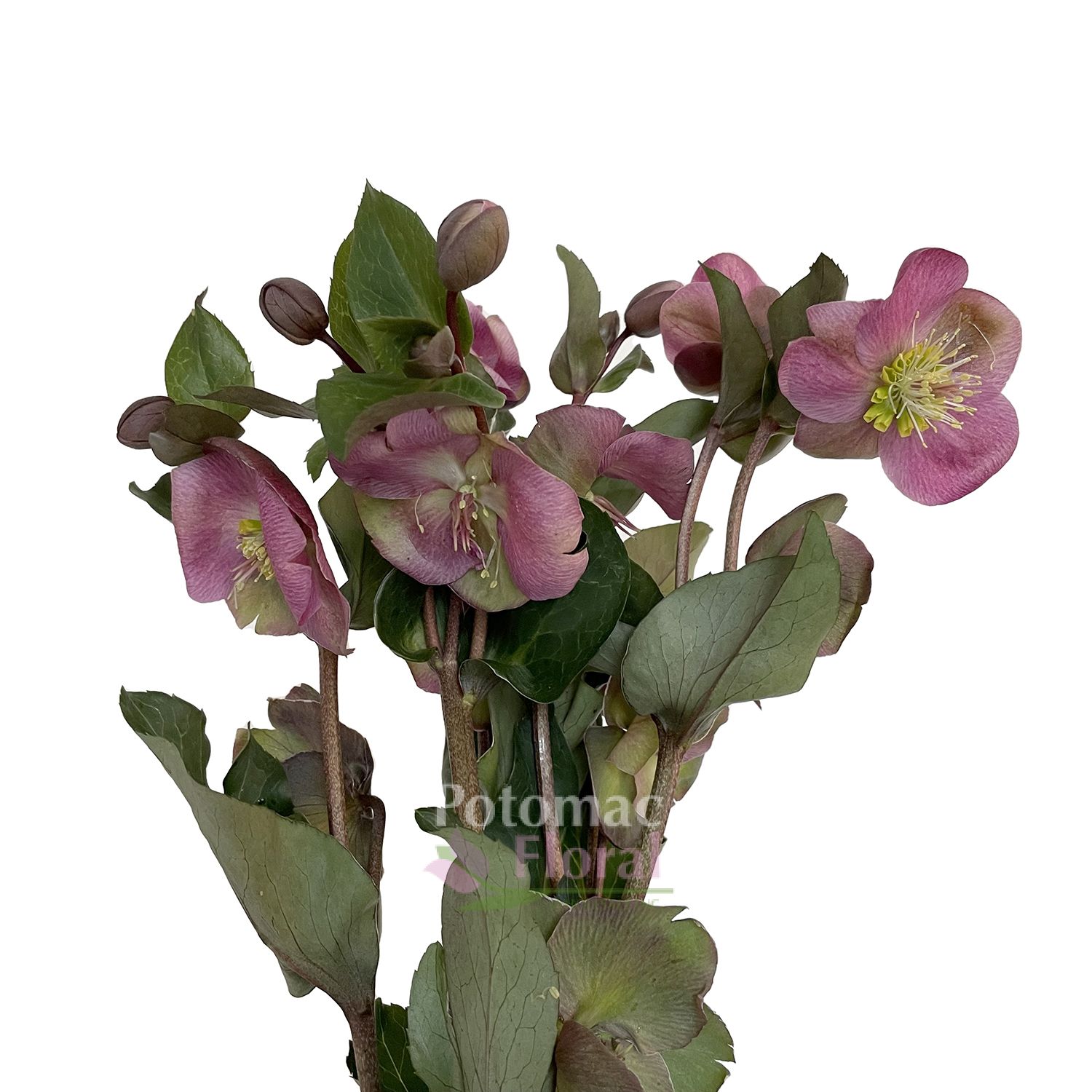 Helleborus Purple - Red 5 Stem Bunch - Potomac Floral Wholesale