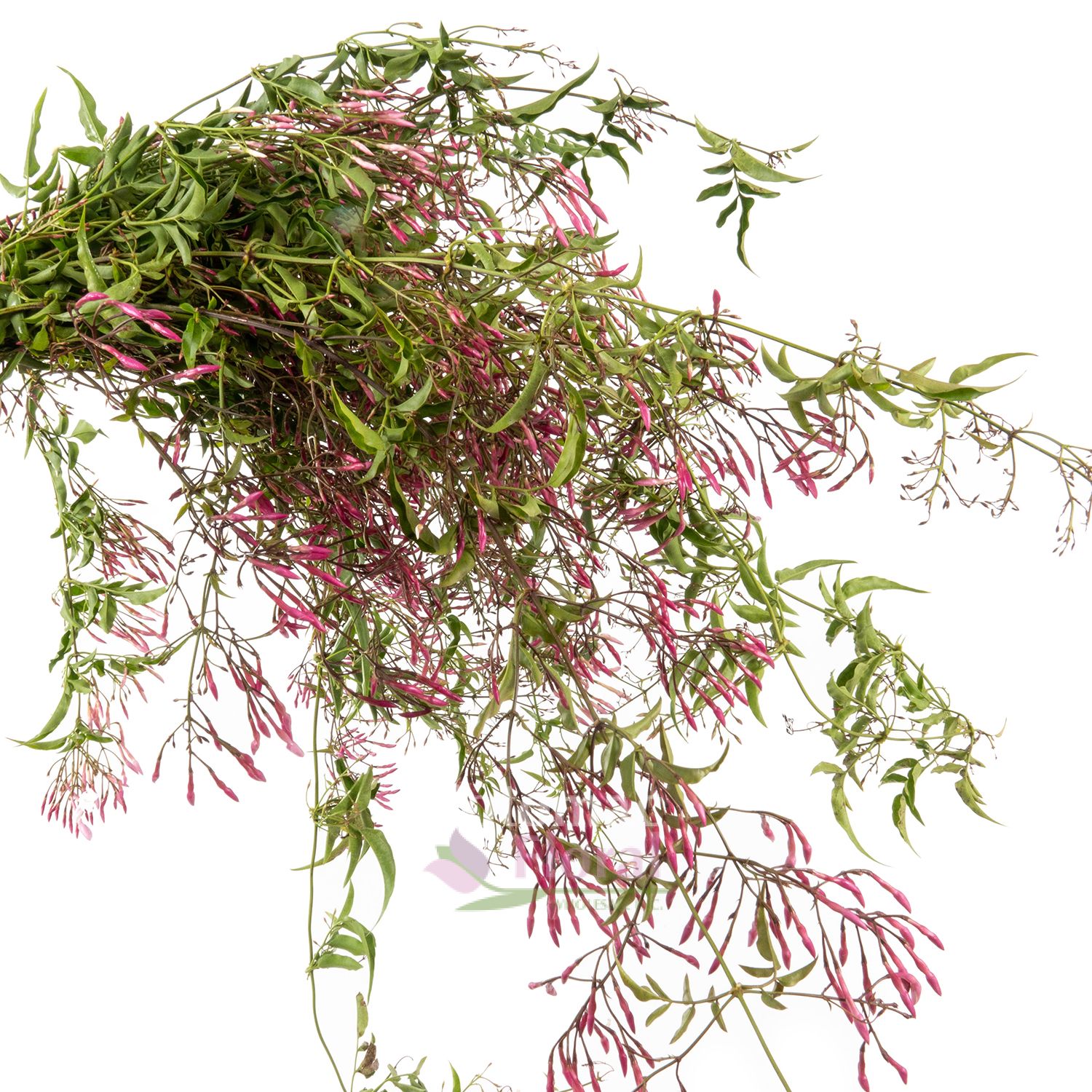 Jasmine Vine - Potomac Floral Wholesale