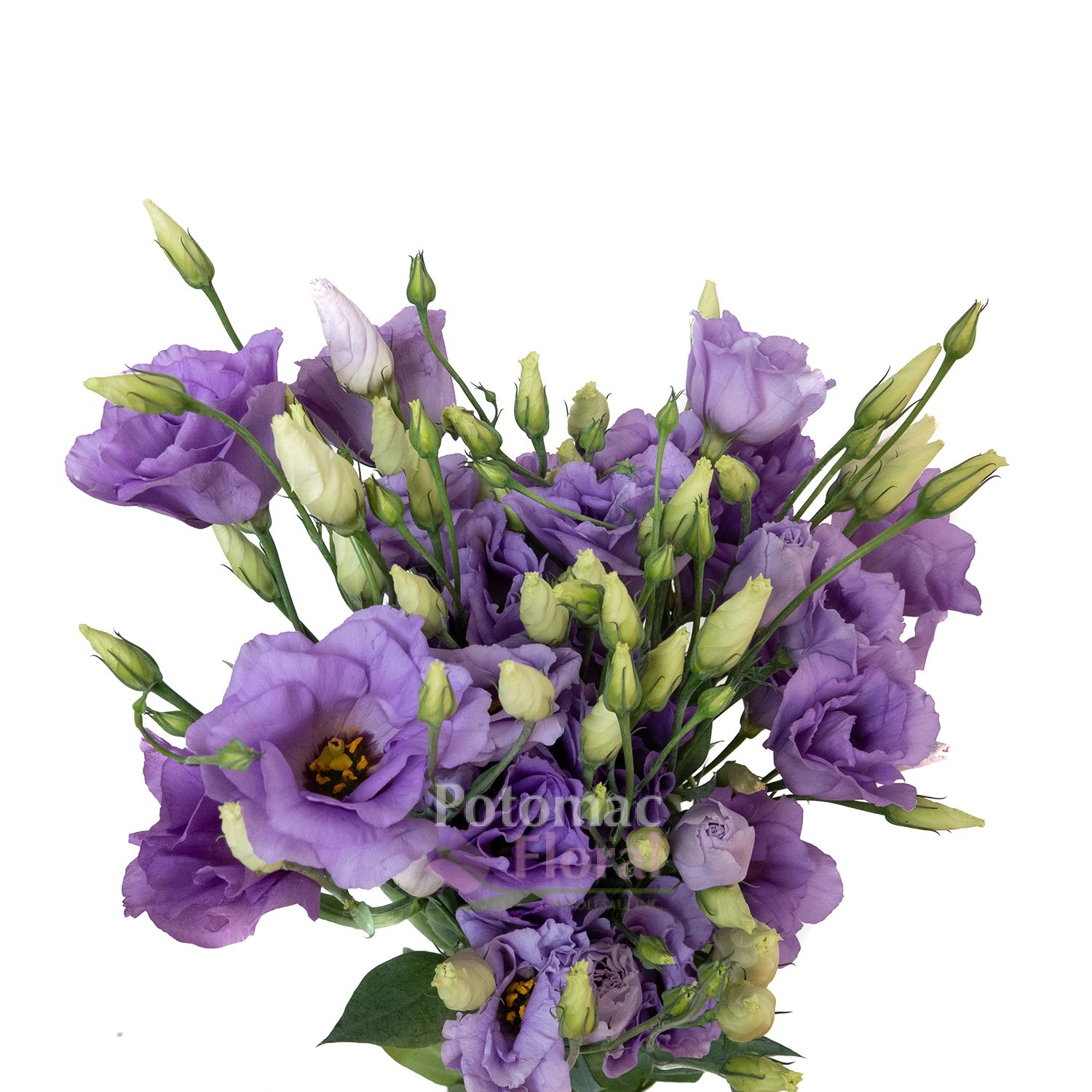 Lisianthus Lavender Mariachi - Potomac Floral Wholesale