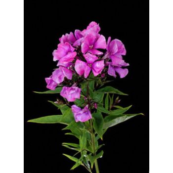 Phlox Hot Pink - Potomac Floral Wholesale