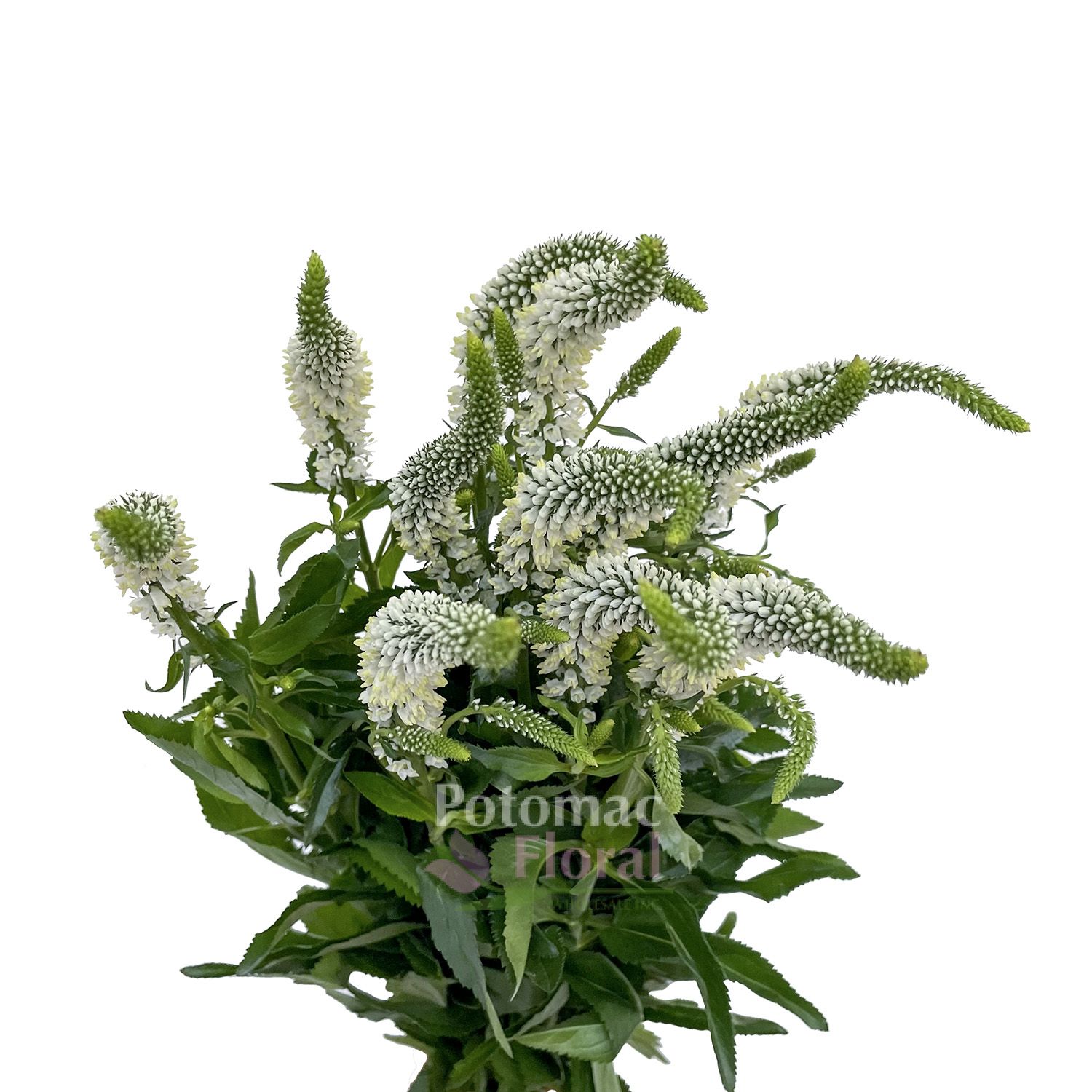 Veronica White, 60cm - Potomac Floral Wholesale