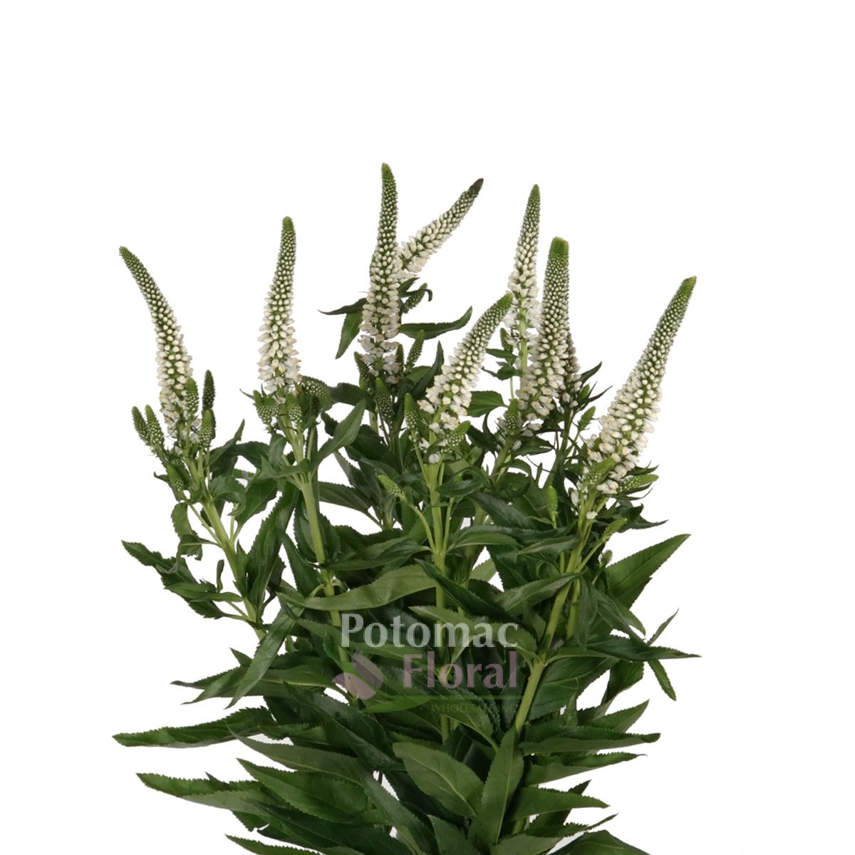 Veronica White, 60cm - Potomac Floral Wholesale