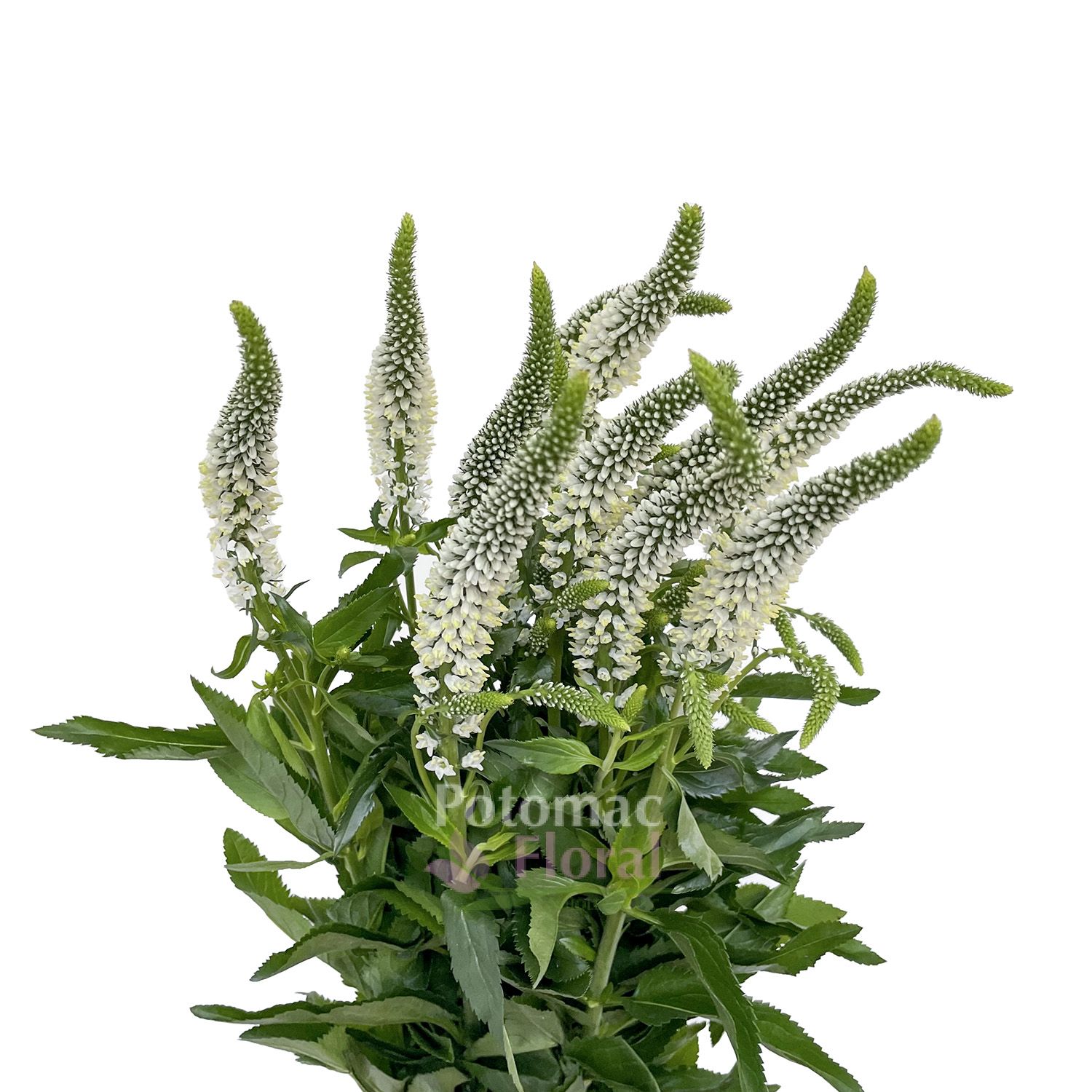 Veronica White, 60cm - Potomac Floral Wholesale