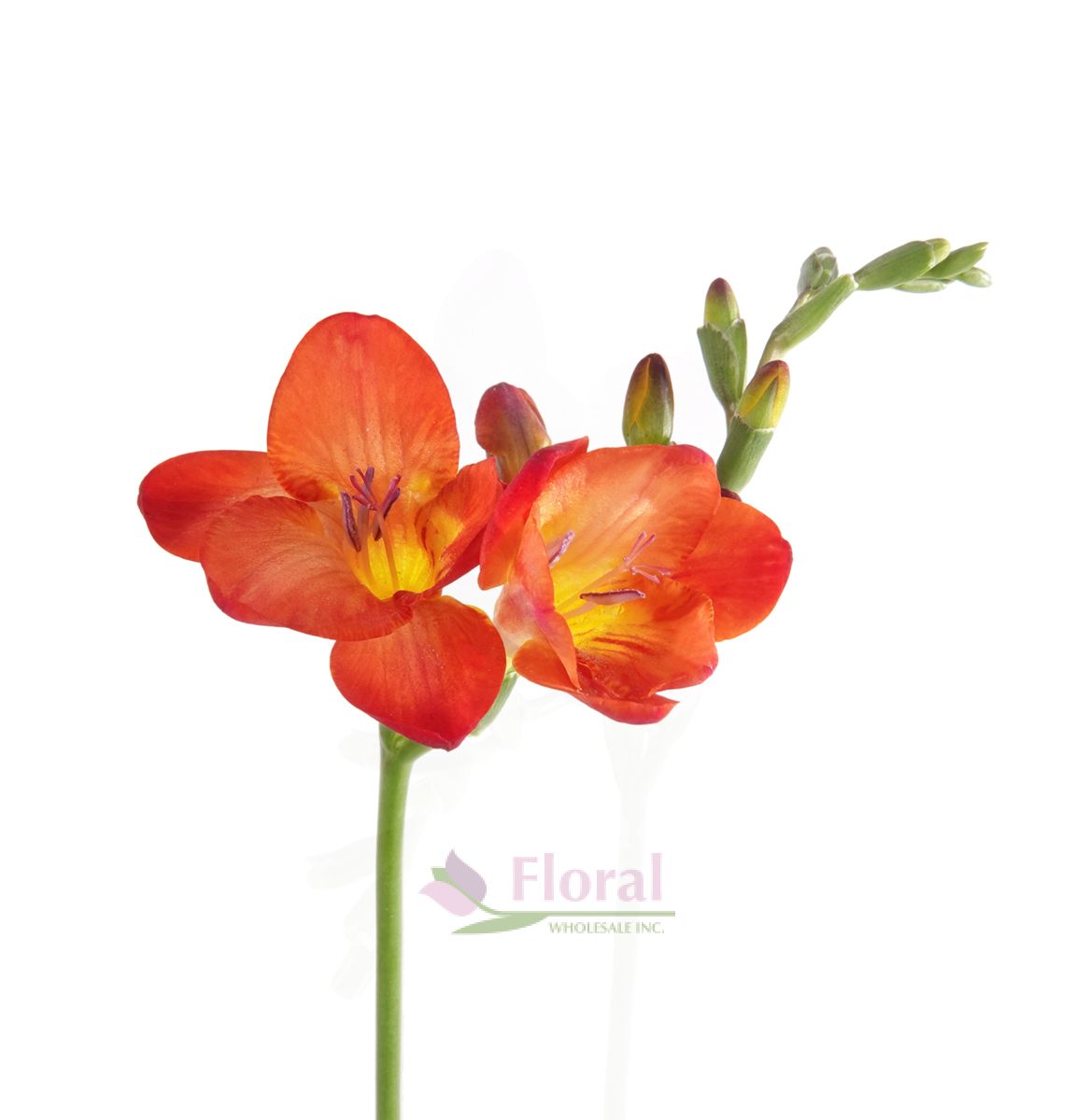 Freesia Orange - Potomac Floral Wholesale