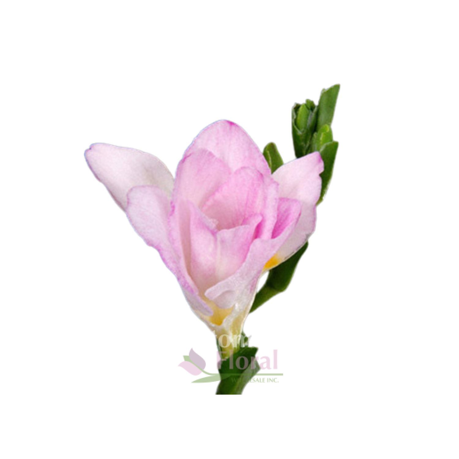 Freesia Light Pink - Potomac Floral Wholesale