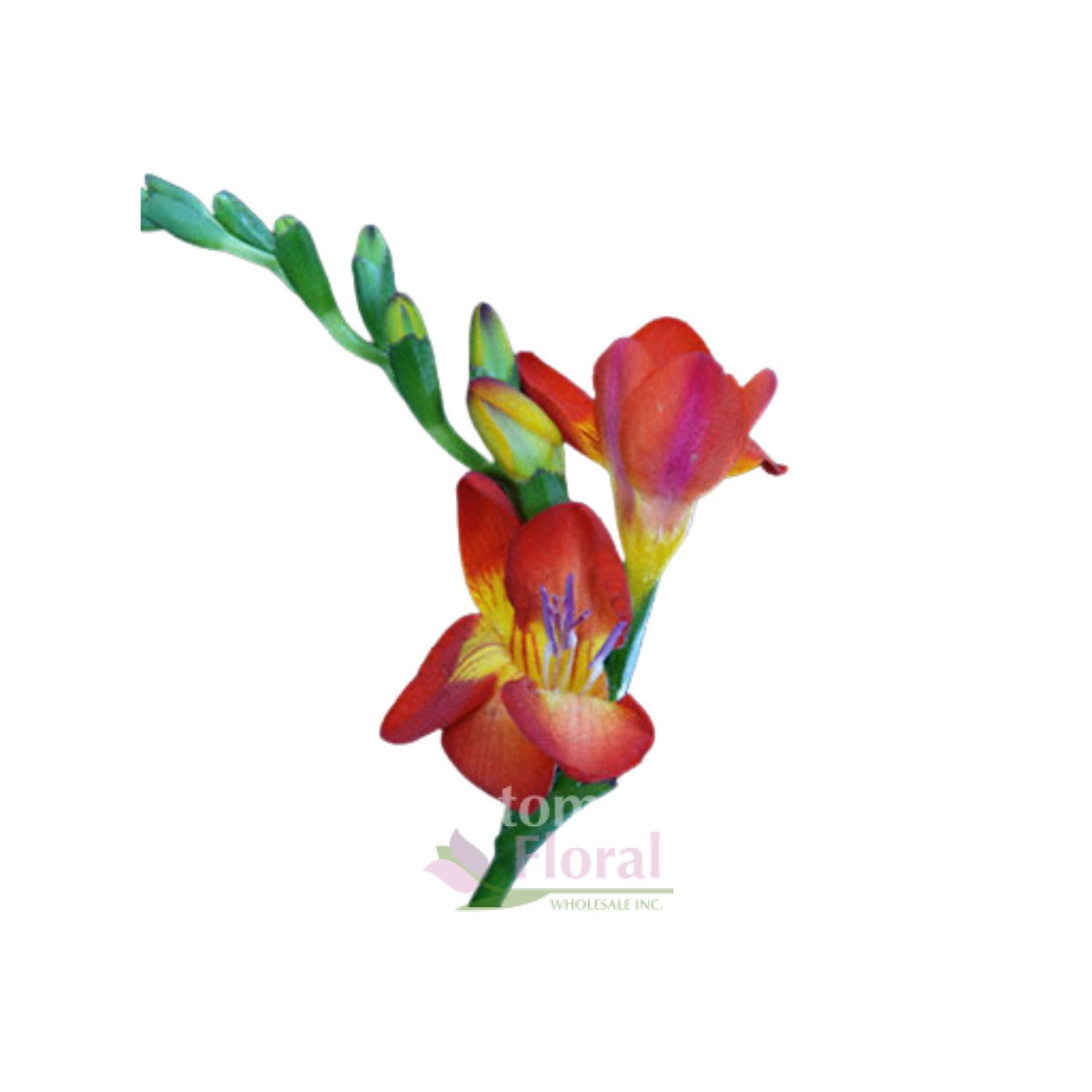 Freesia Red - Potomac Floral Wholesale