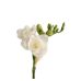 Freesia White Double Extra - Potomac Floral Wholesale