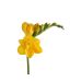 Freesia Double Yellow - Potomac Floral Wholesale
