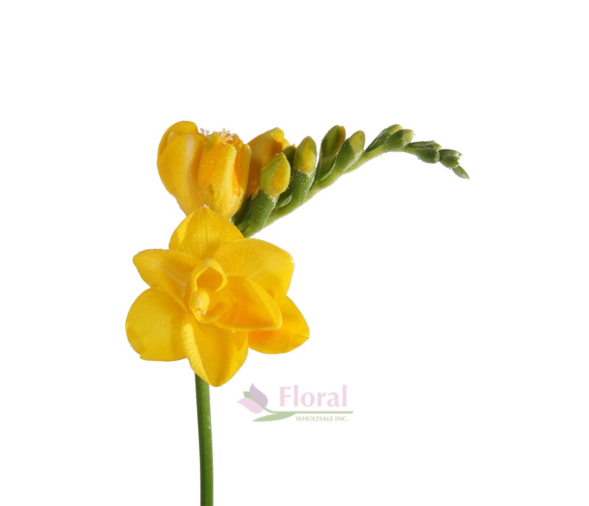 Freesia Double Yellow - Potomac Floral Wholesale