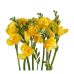 Freesia Double Yellow - Potomac Floral Wholesale