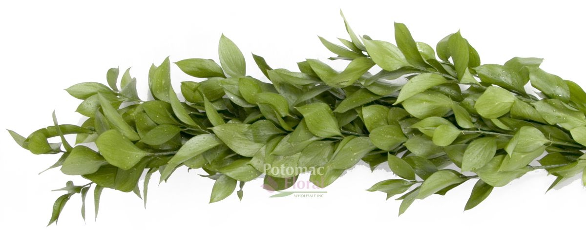 Fresh Greenery Garland - 1 Item - Israeli Ruscus - Potomac Floral Wholesale