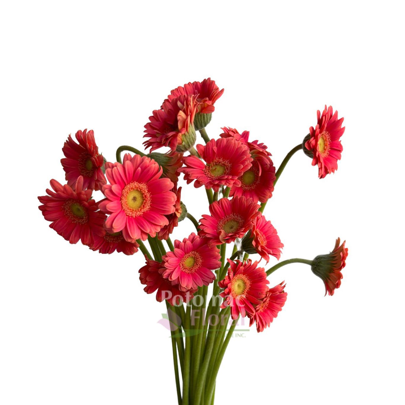 Germini Micro Coral Light Eye - Potomac Floral Wholesale