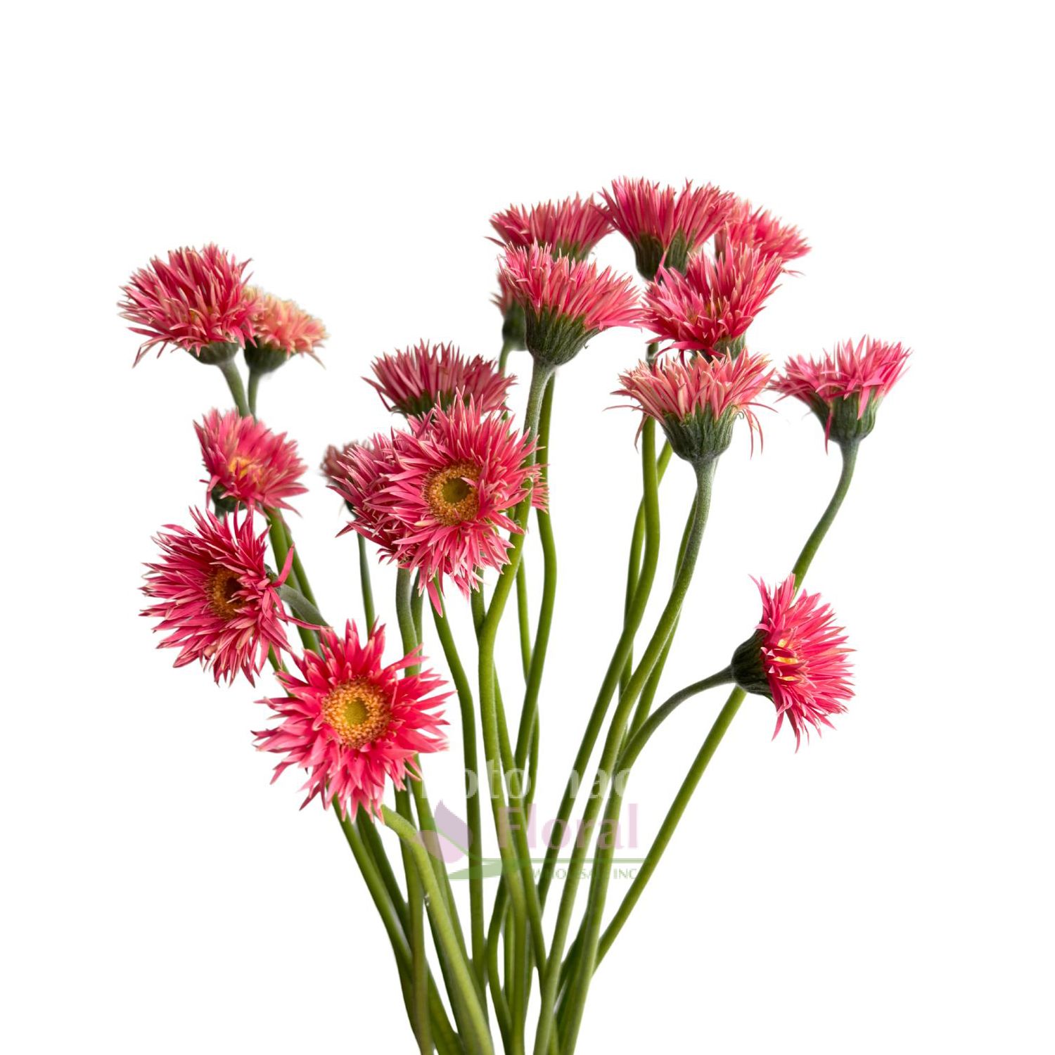 Germini Micro Bicolor Light pink and cream tips - Potomac Floral Wholesale