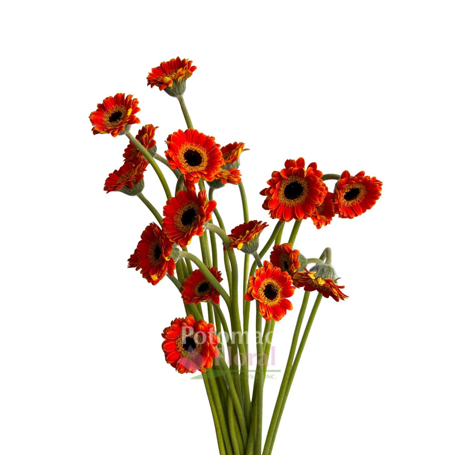 Germini Micro Orange With Dark Eye - Potomac Floral Wholesale