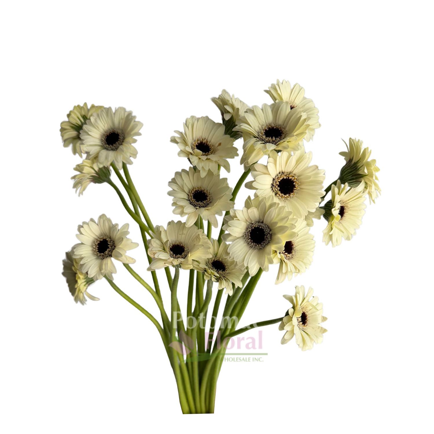 Germini Micro White Dark Eye (Livorno) - Potomac Floral Wholesale