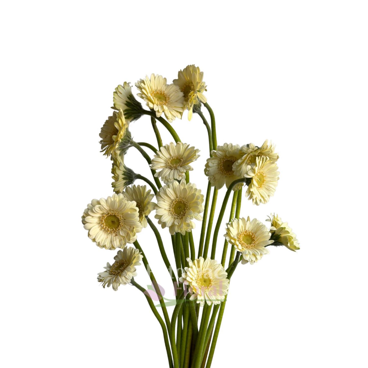 Germini Micro CREAM - Potomac Floral Wholesale