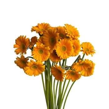 Germini Micro Yellow Light Eye - Potomac Floral Wholesale