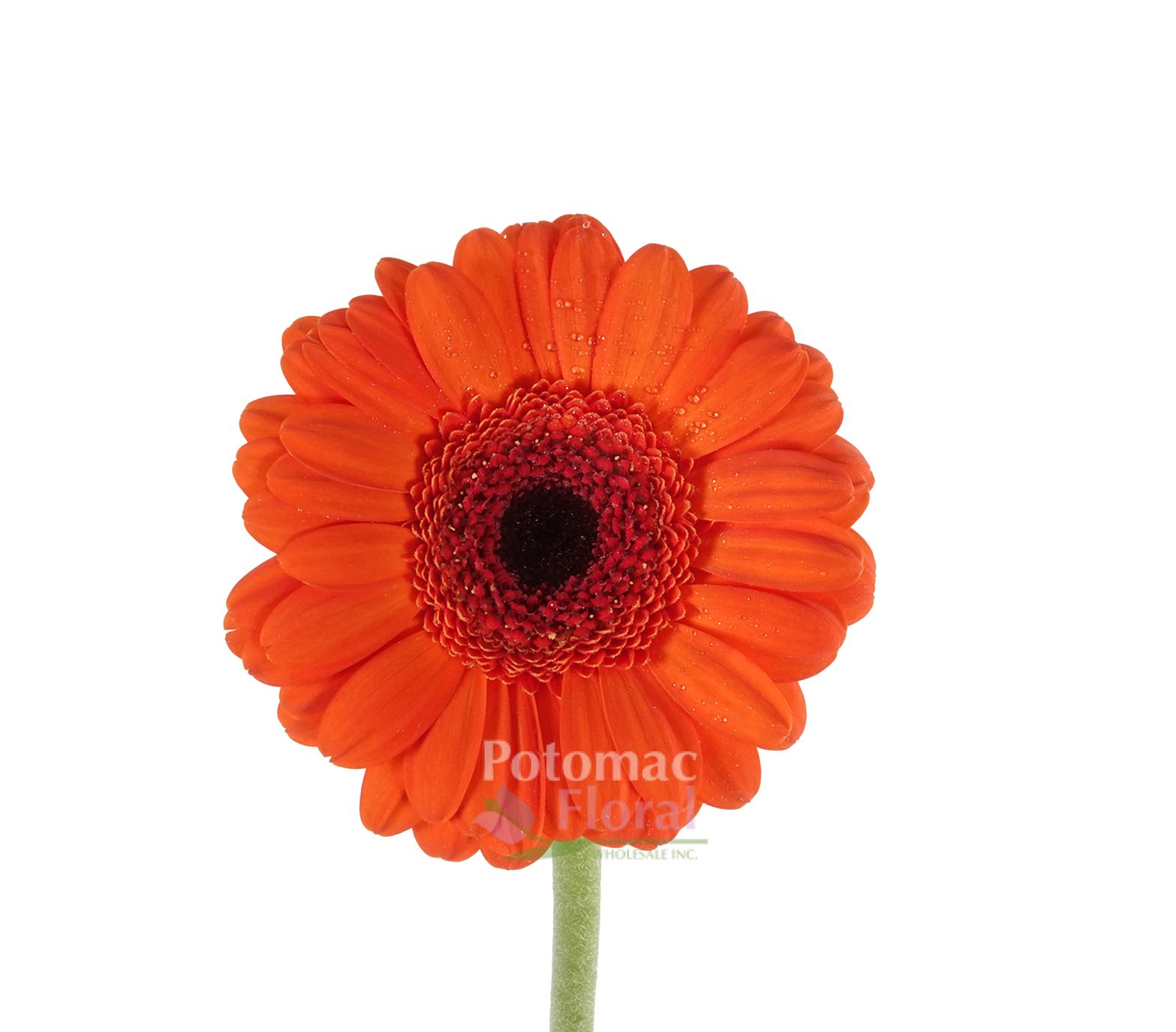 Germini Orange With Dark Eye - Potomac Floral Wholesale