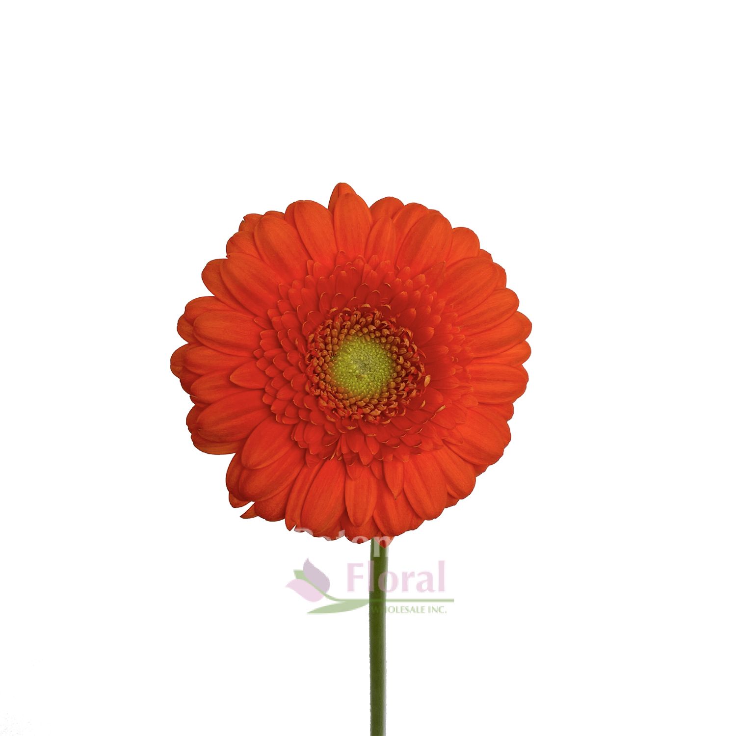 Germini Orange Light Eye - Potomac Floral Wholesale