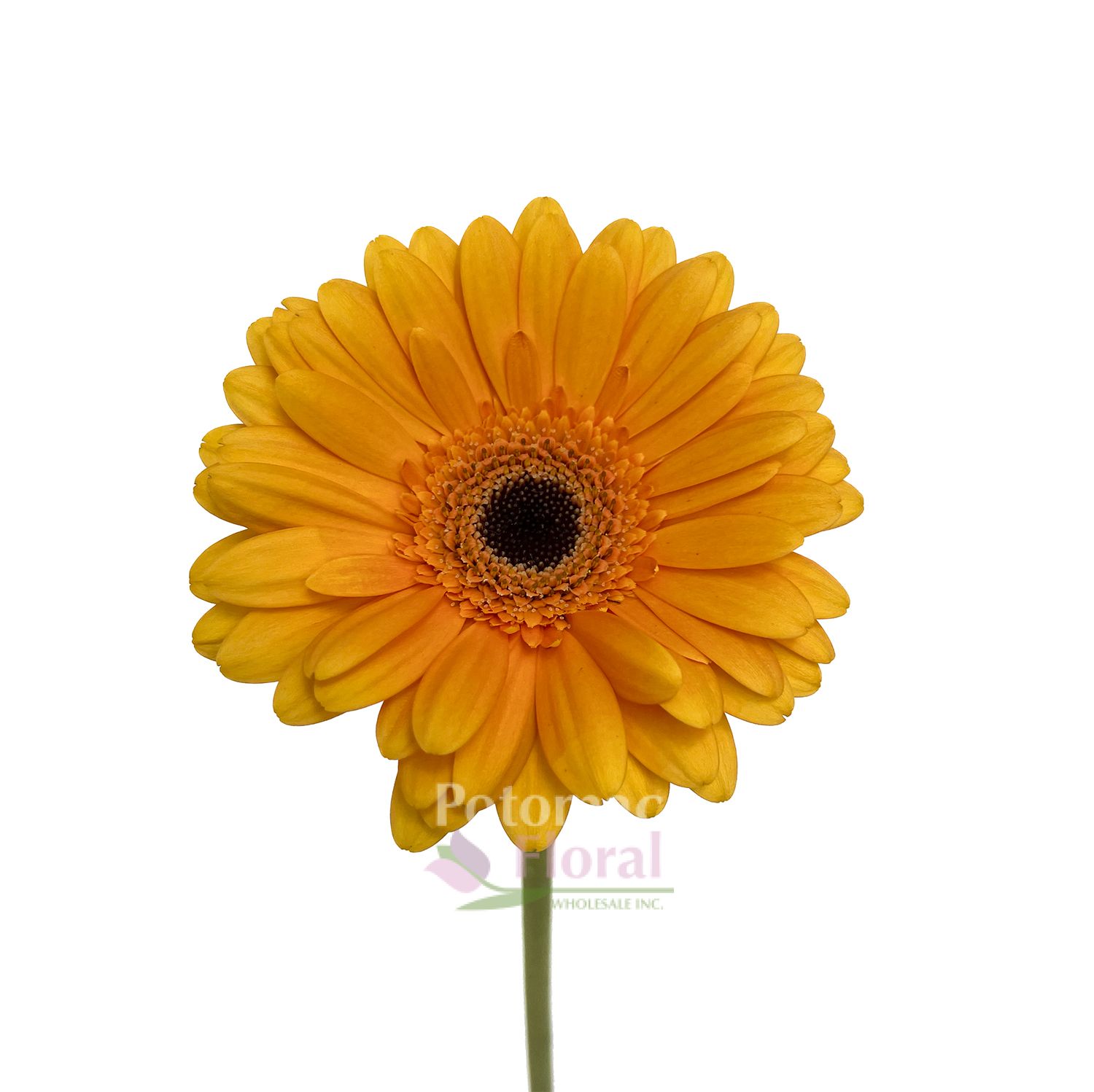 Germini Honey-Apricot - Potomac Floral Wholesale