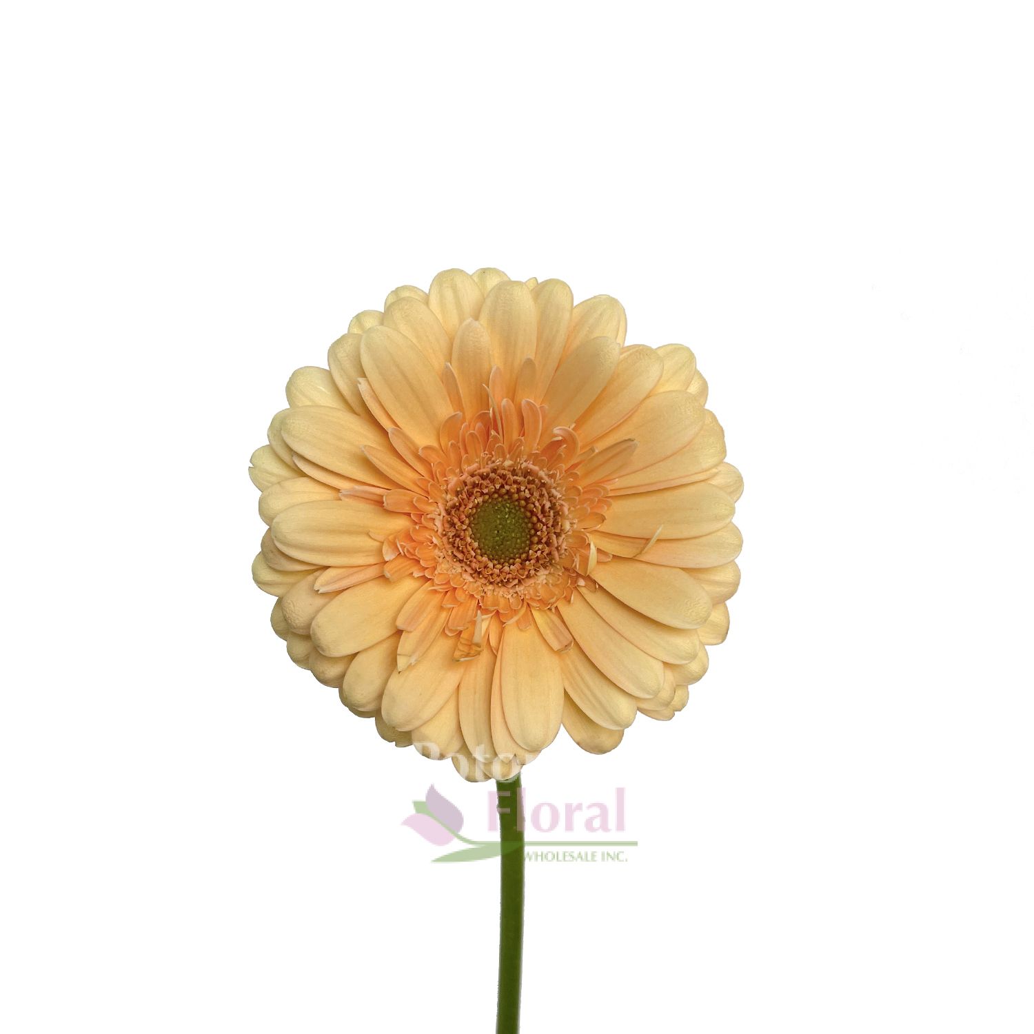 Germini Peach Light Eye - Potomac Floral Wholesale