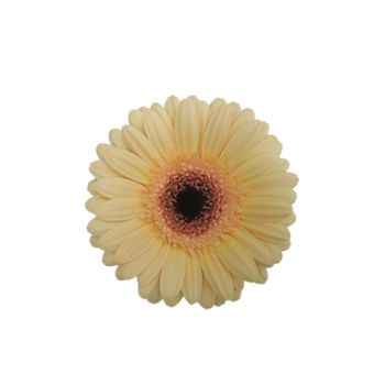 Germini Light Peach Black Eye - Potomac Floral Wholesale