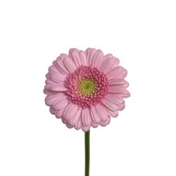 Germini Pinky Mauve Light Eye - Potomac Floral Wholesale