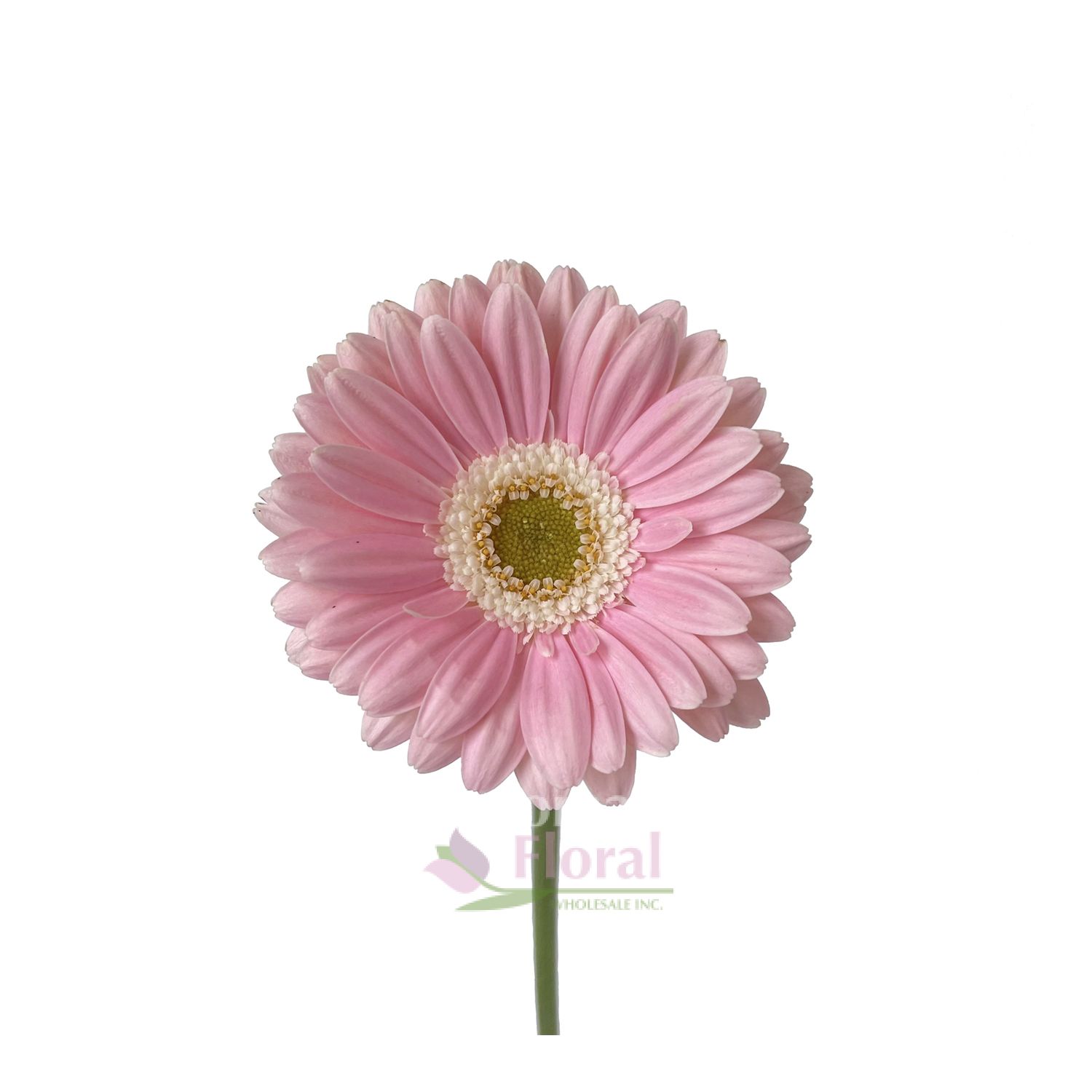 Germini Blush Light Pink Light Eye - Potomac Floral Wholesale