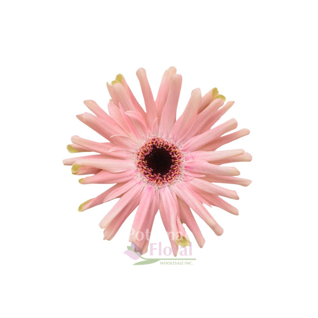 Germini Pastini Pesaro Blush Pink Black Eye - Potomac Floral Wholesale
